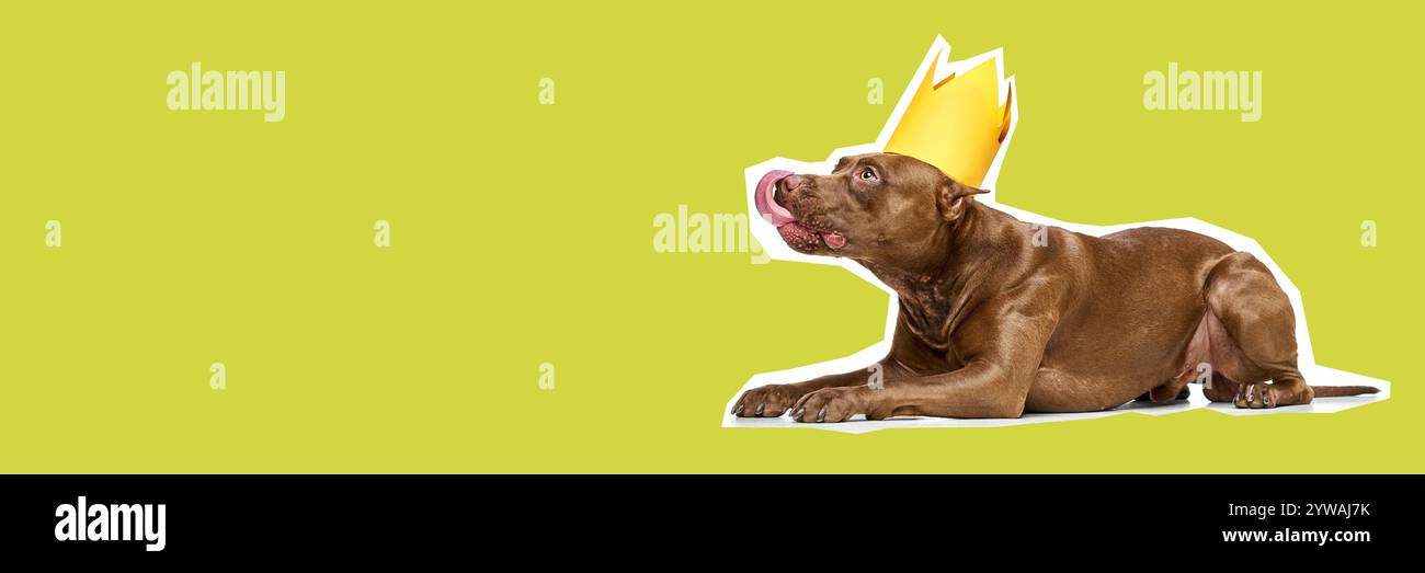Adorable purebred Pit Bull dog with paper crown lying with tongue ...