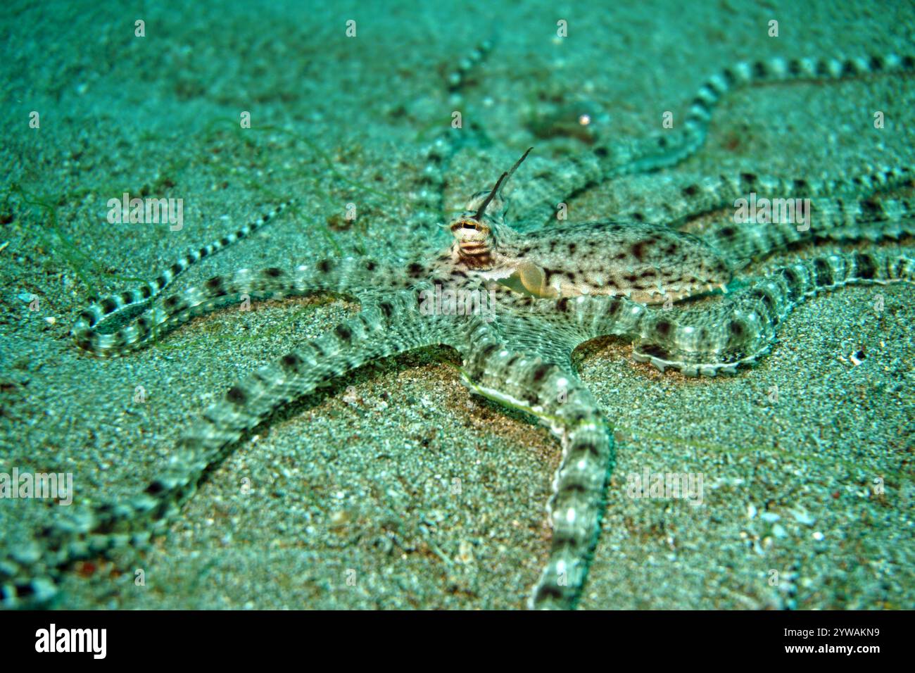Thaumoctopus mimicus - mimic octopus Stock Photo - Alamy