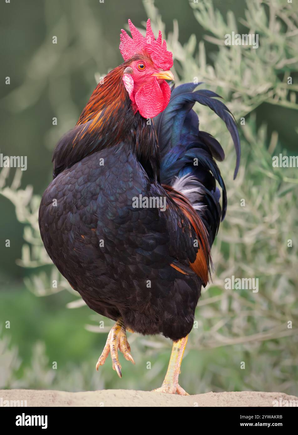 The roosters of the Balearic Islands have very bright and beautiful ...