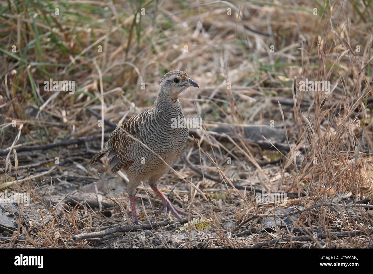 A beautiful grey francolin is seen on the open area of a jungle Stock ...