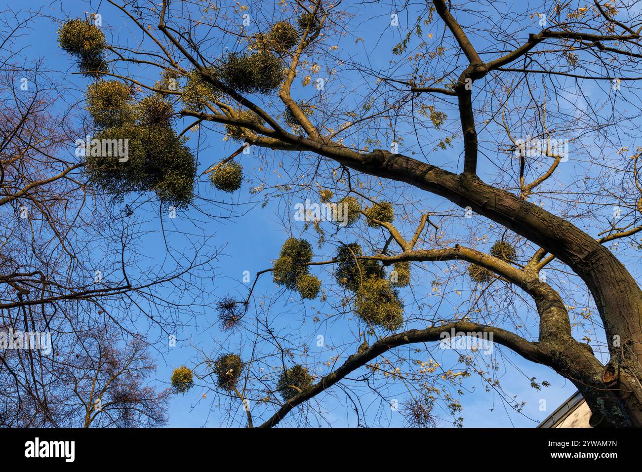 trees with mistletoe (Viscum), Cologne, Germany. Baeume mit Misteln ...