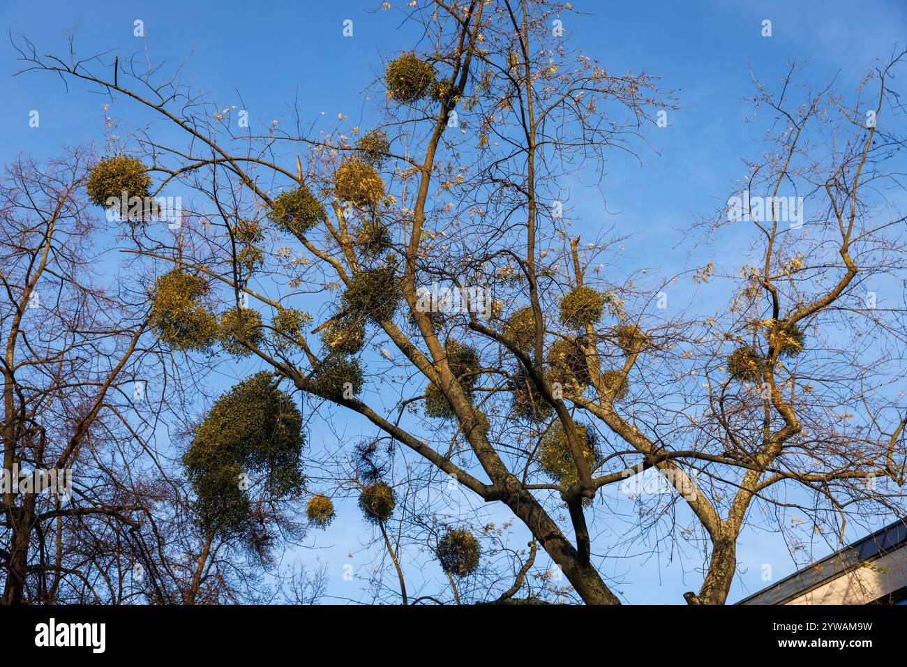 trees with mistletoe (Viscum), Cologne, Germany. Baeume mit Misteln ...