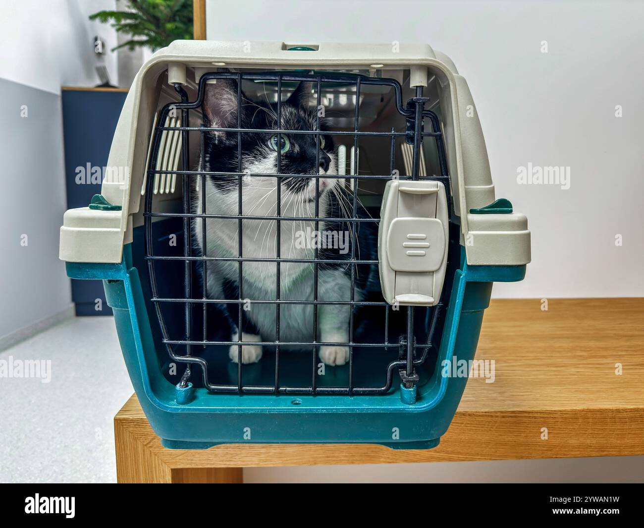 Behanldung hi-res stock photography and images - Alamy