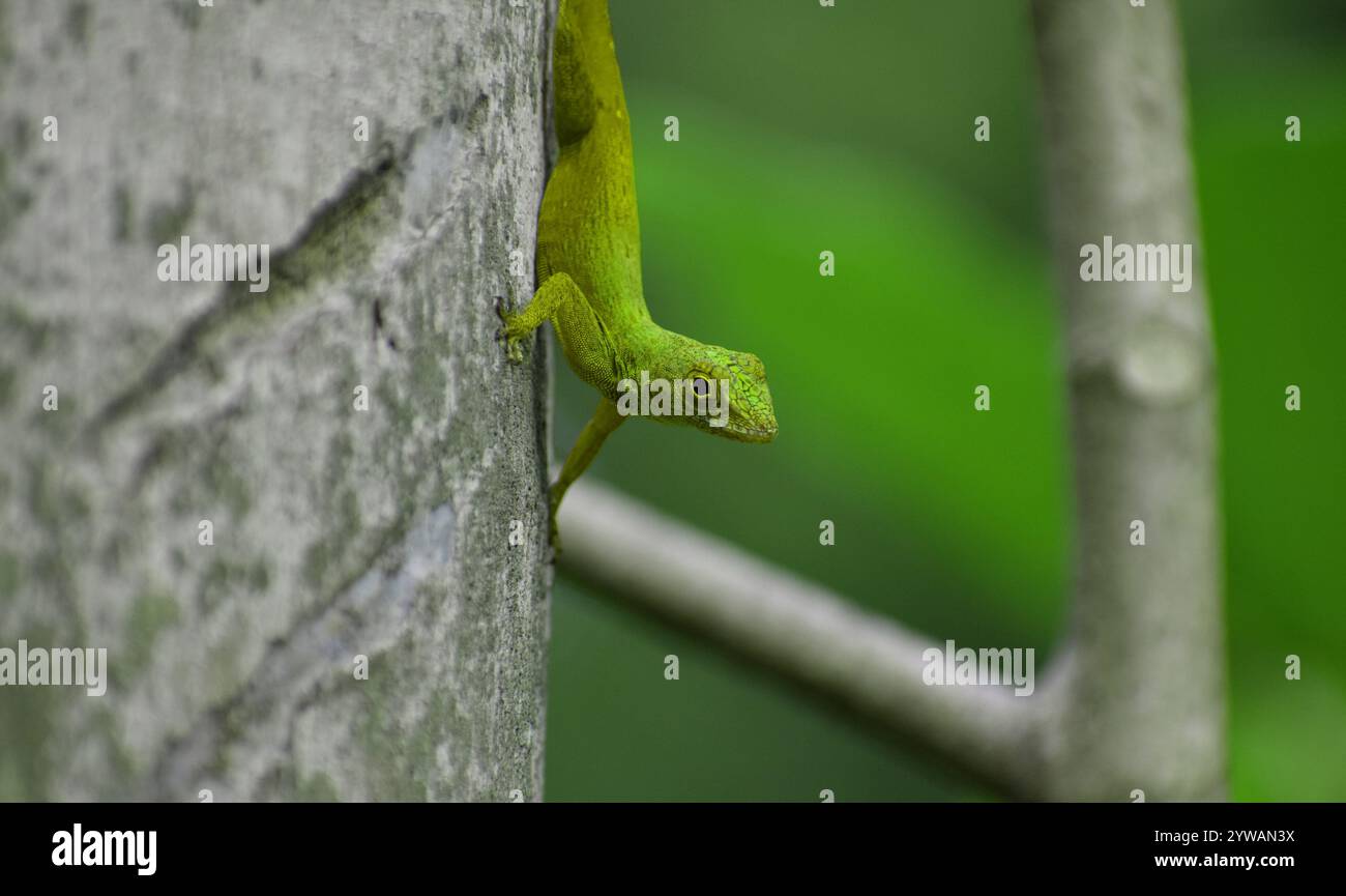 There are more than 40 species of Anolis in the Dominican Republic ...