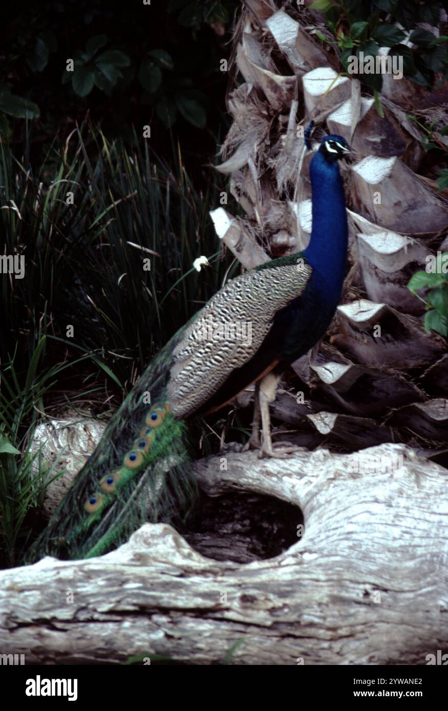 Arcadia, CA. U.S.A. 1981. Los Angeles County Arboretum and Botanic ...