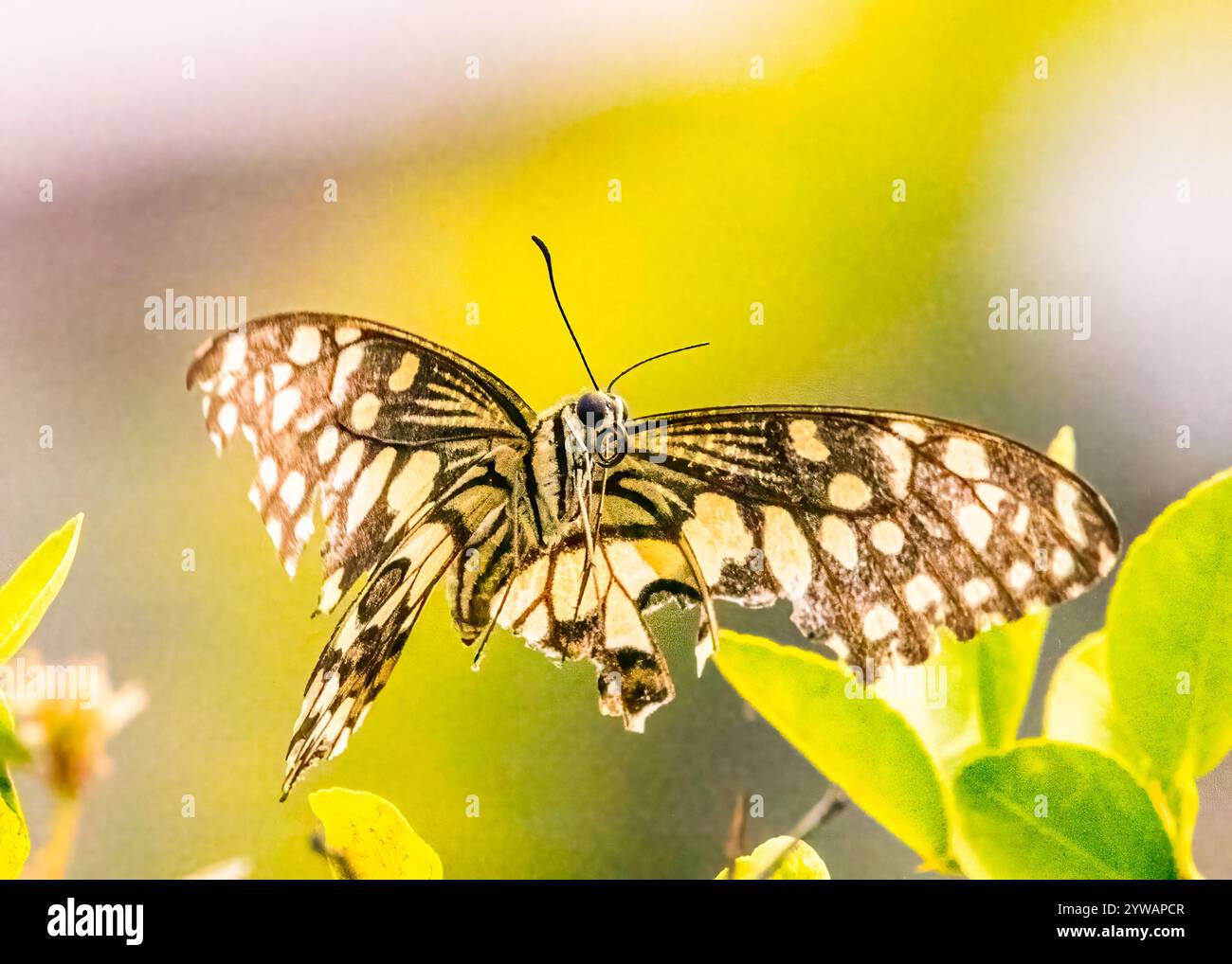 A Lemon Butterfly with horizontal wings flying over a lemon plant Stock ...