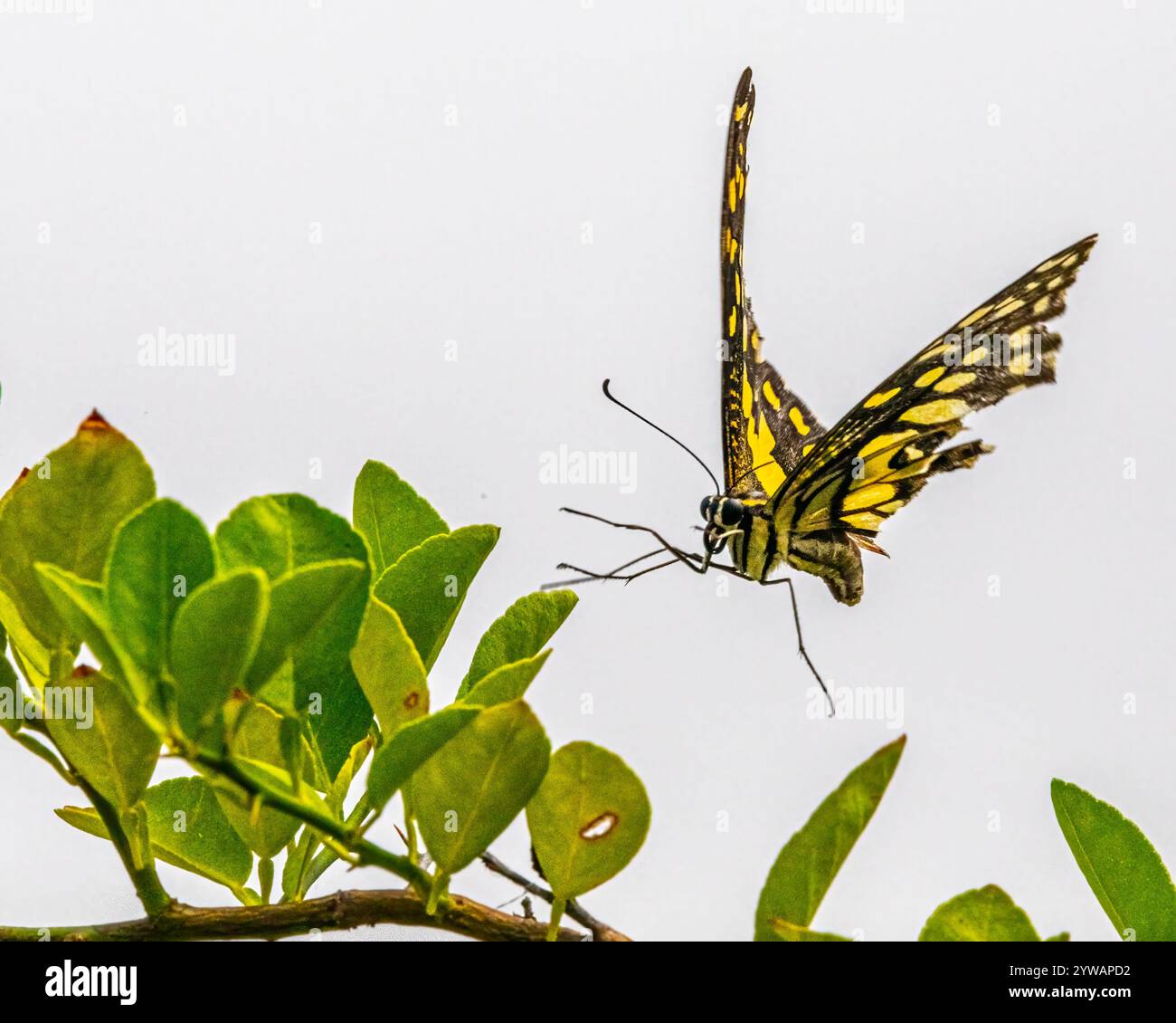 A Lemon Butterfly landing on a lemon plant Stock Photo - Alamy