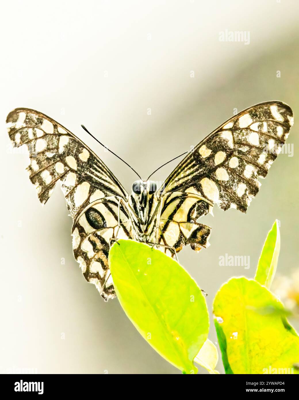 A Lemon Butterfly with open wings on a lemon leaf Stock Photo - Alamy