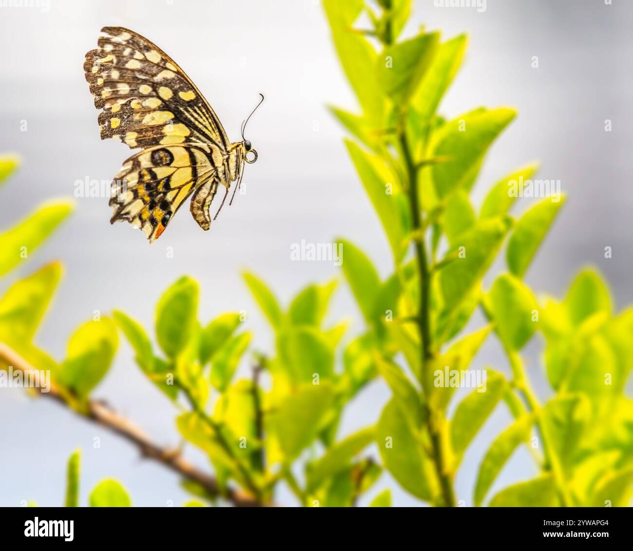 Butterfly pollen extreme close hi-res stock photography and images - Alamy