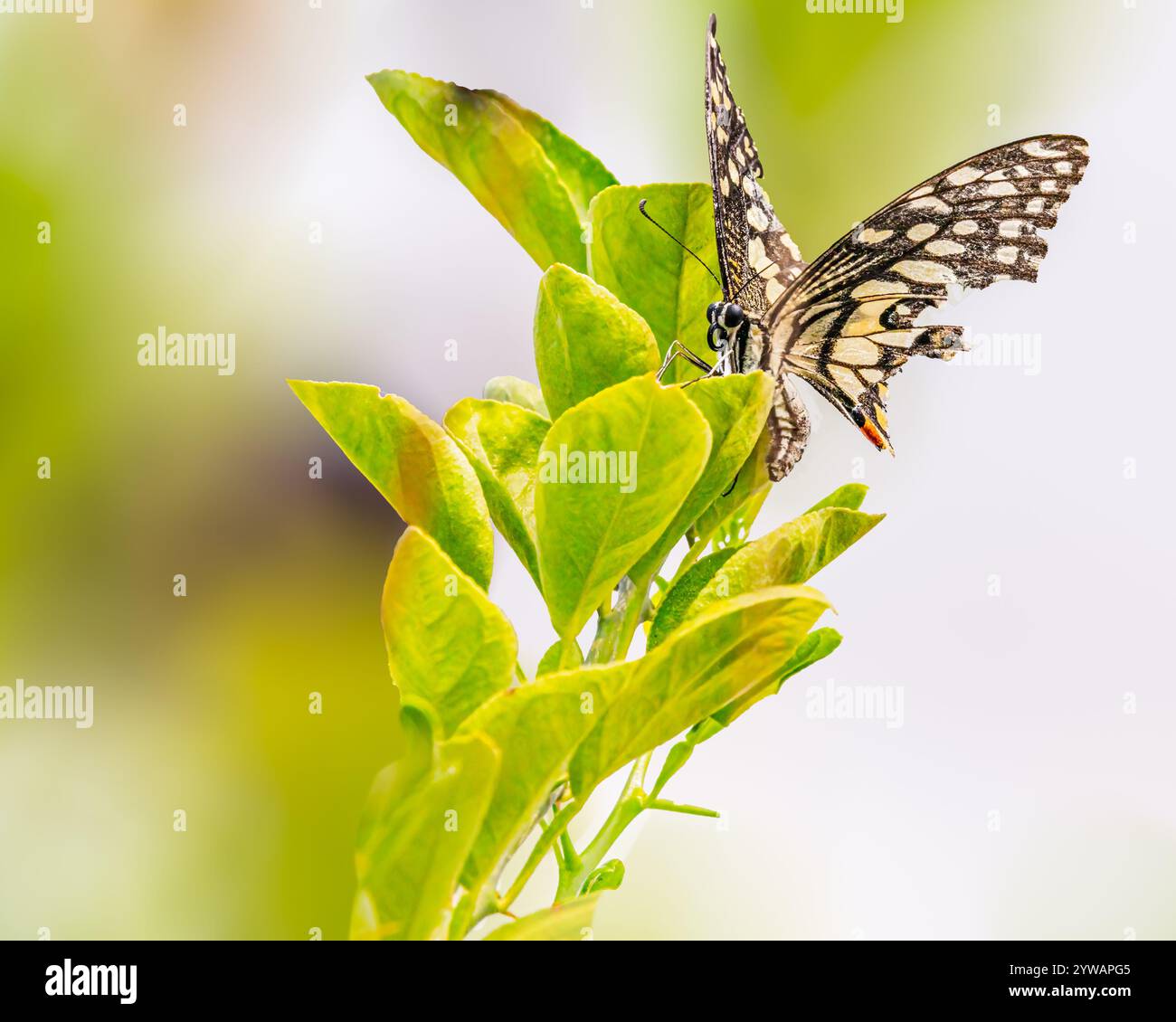 A Lemon butterfly resting on a Lemon plant Stock Photo - Alamy
