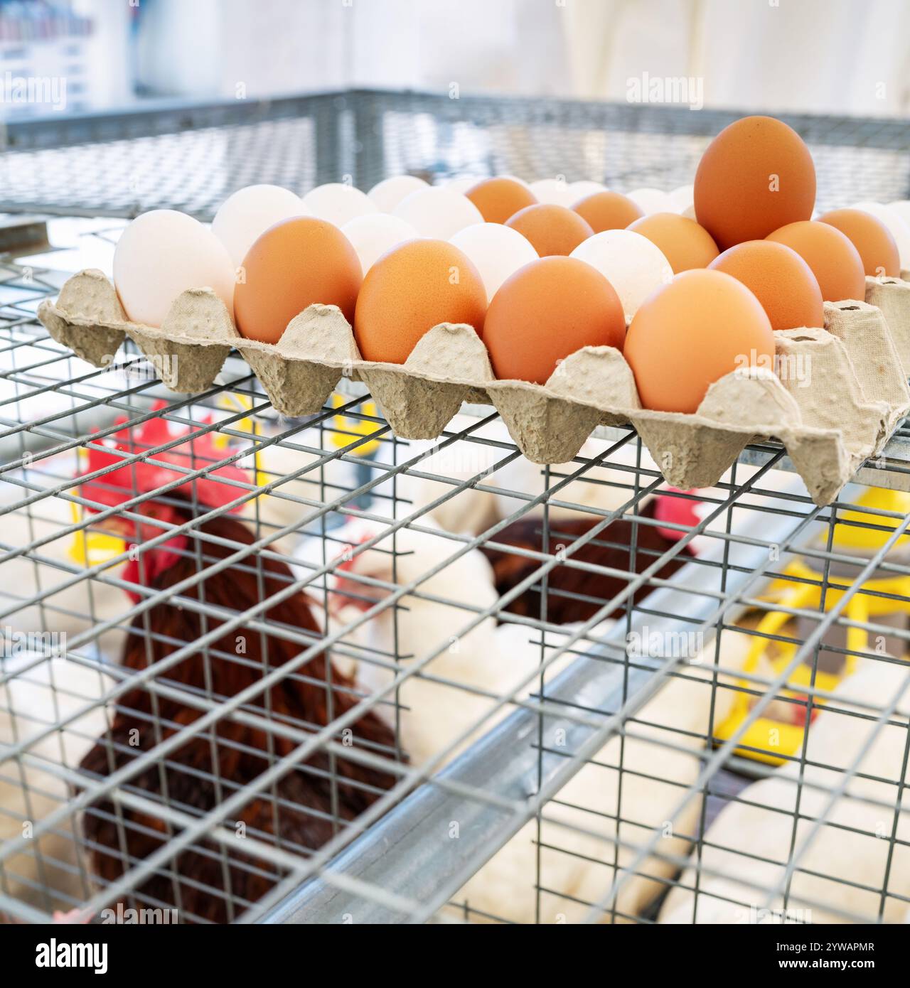 Organic fresh eggs in a cage on a poultry farm Stock Photo - Alamy