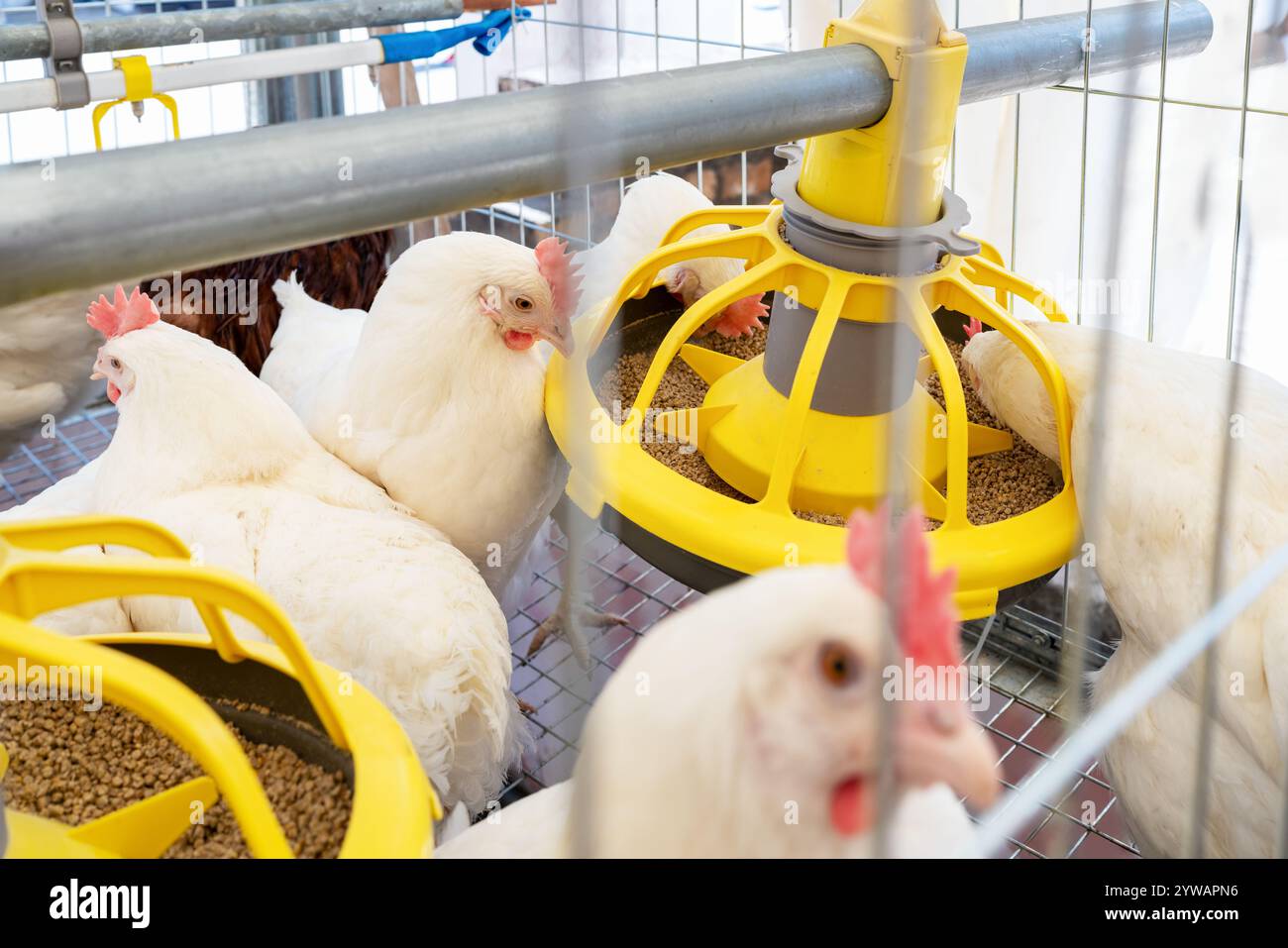 Food dispenser and Dekalb white hens in cage of poultry farm Stock ...