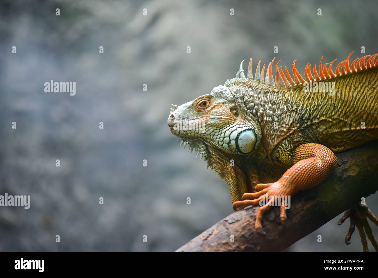 A lizard is sitting on a branch. It has orange and white markings. The ...
