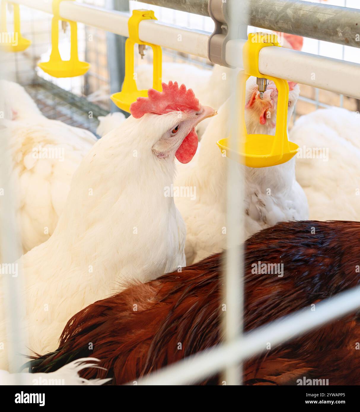 Poultry drinking water dispenser system. White hen drinks water from ...
