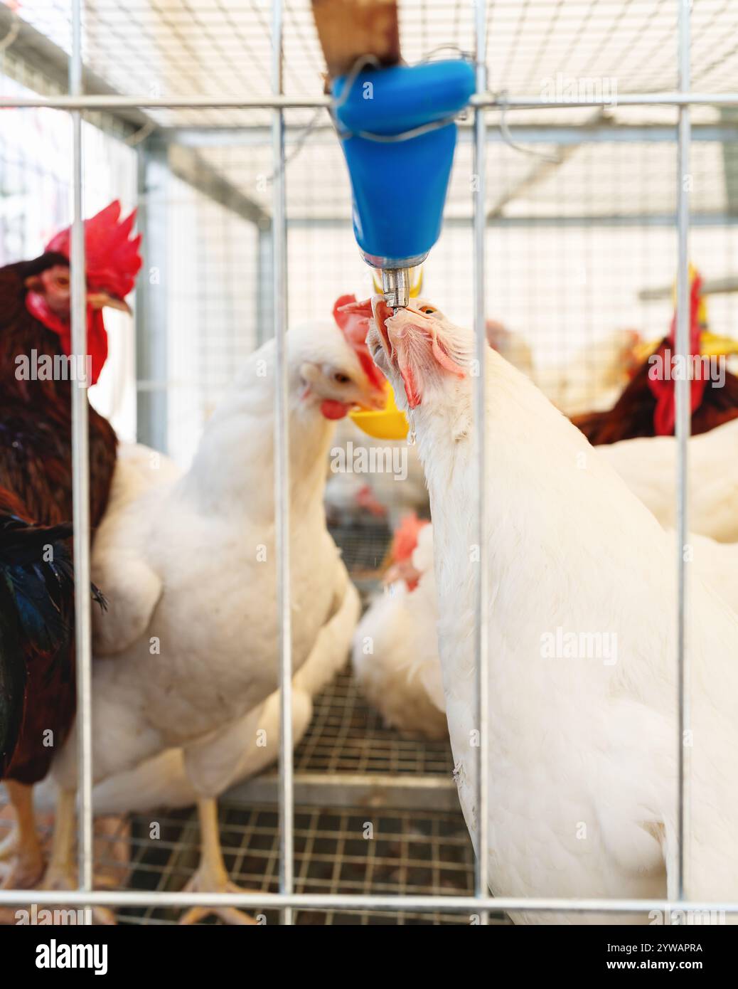 Poultry drinking water dispenser system Stock Photo - Alamy