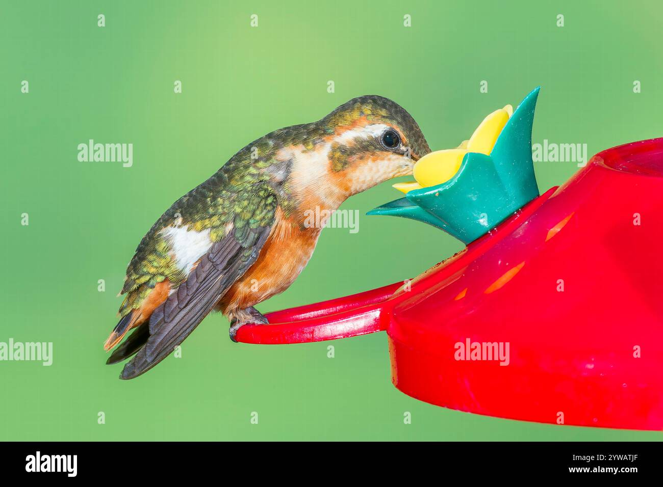 white-bellied woodstar, Chaetocercus mulsant, single adult feeding at ...