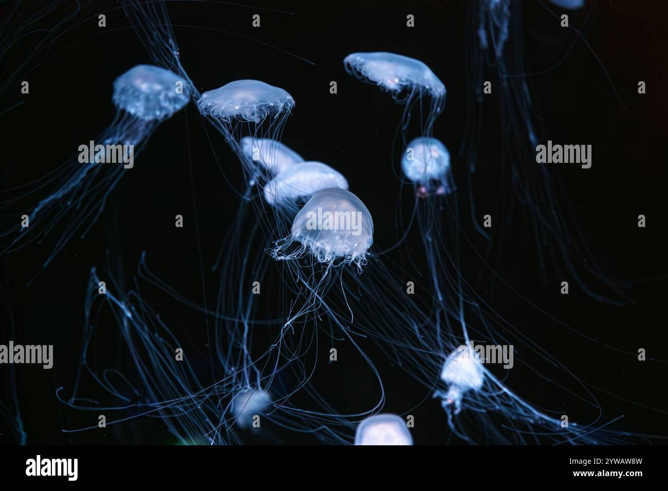Group of Atlantic sea nettle, Chrysaora quinquecirrha, East Cost sea ...