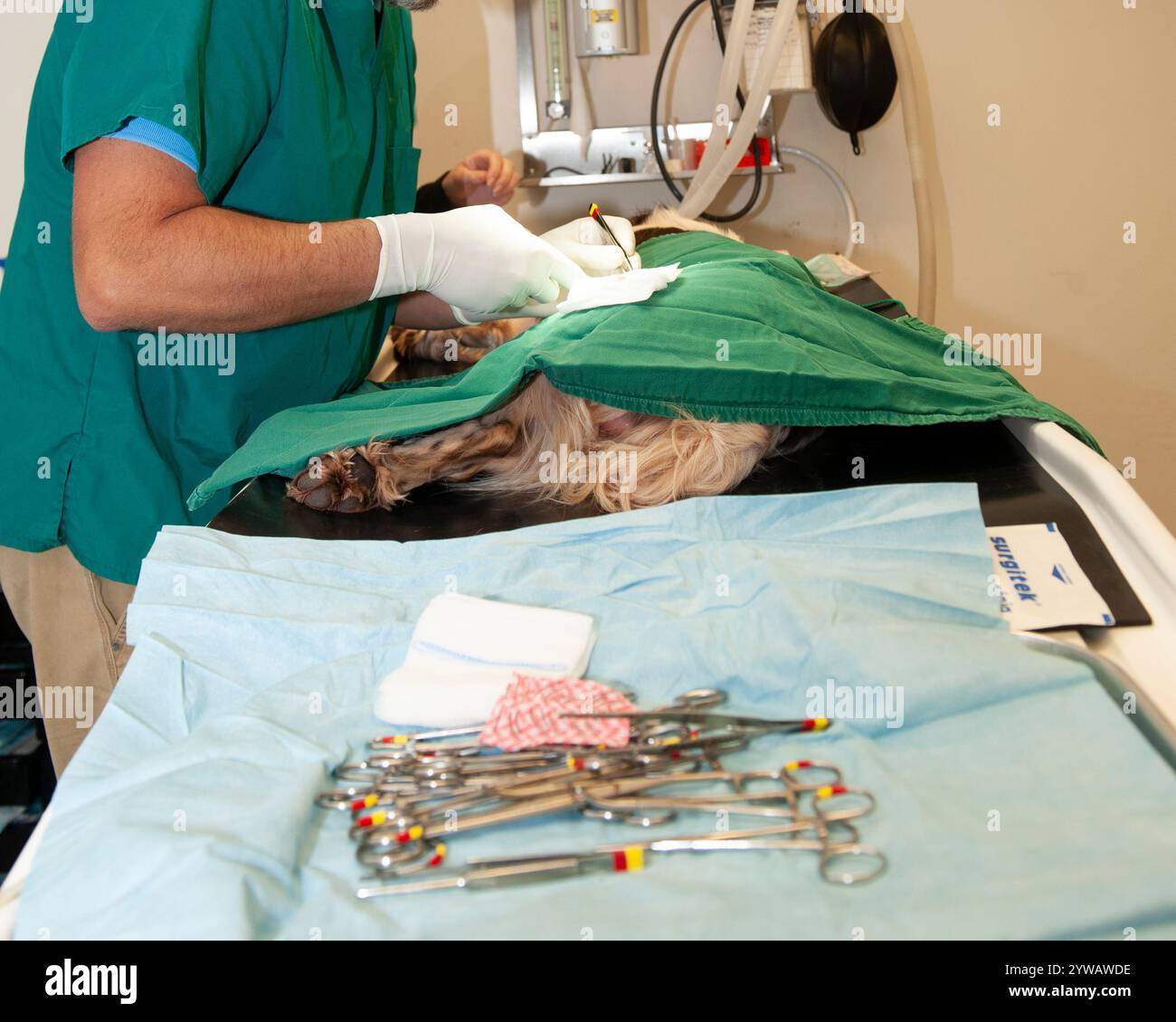 veterinary surgeon neutering a dog Stock Photo - Alamy