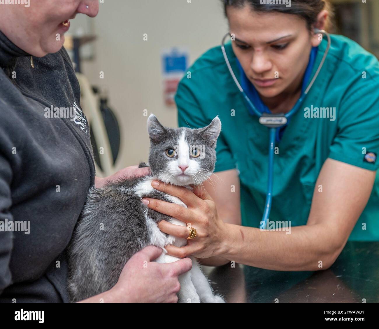 Close up male vet surgeon hi-res stock photography and images - Alamy