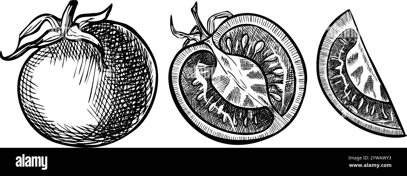 Tomato Cherry vector illustration. Drawing with slices of vegetarian ...
