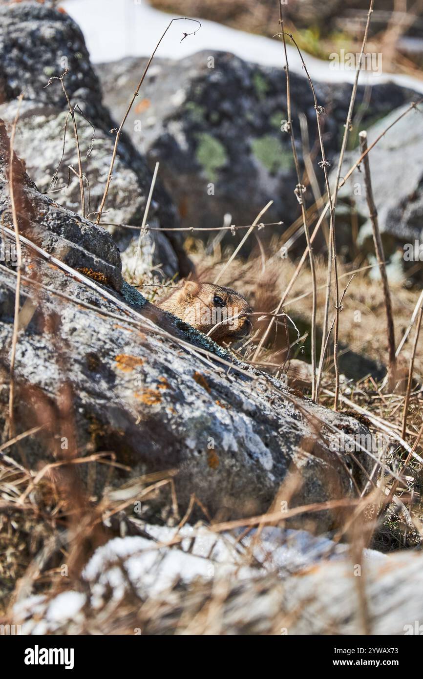 Marmot among rocks in Ala-Archa national park, Kyrgyzstan. High ...