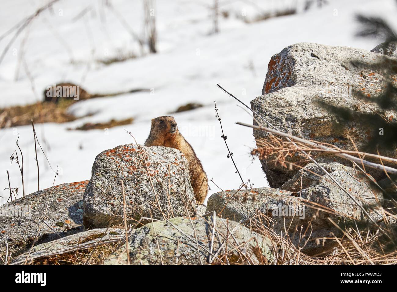 Marmot among rocks in Ala-Archa national park, Kyrgyzstan. High ...