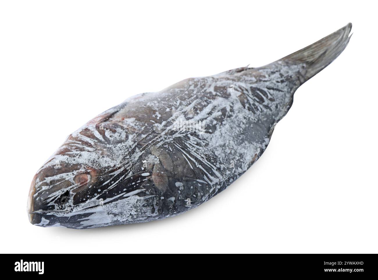 One frozen carp fish isolated on white Stock Photo - Alamy