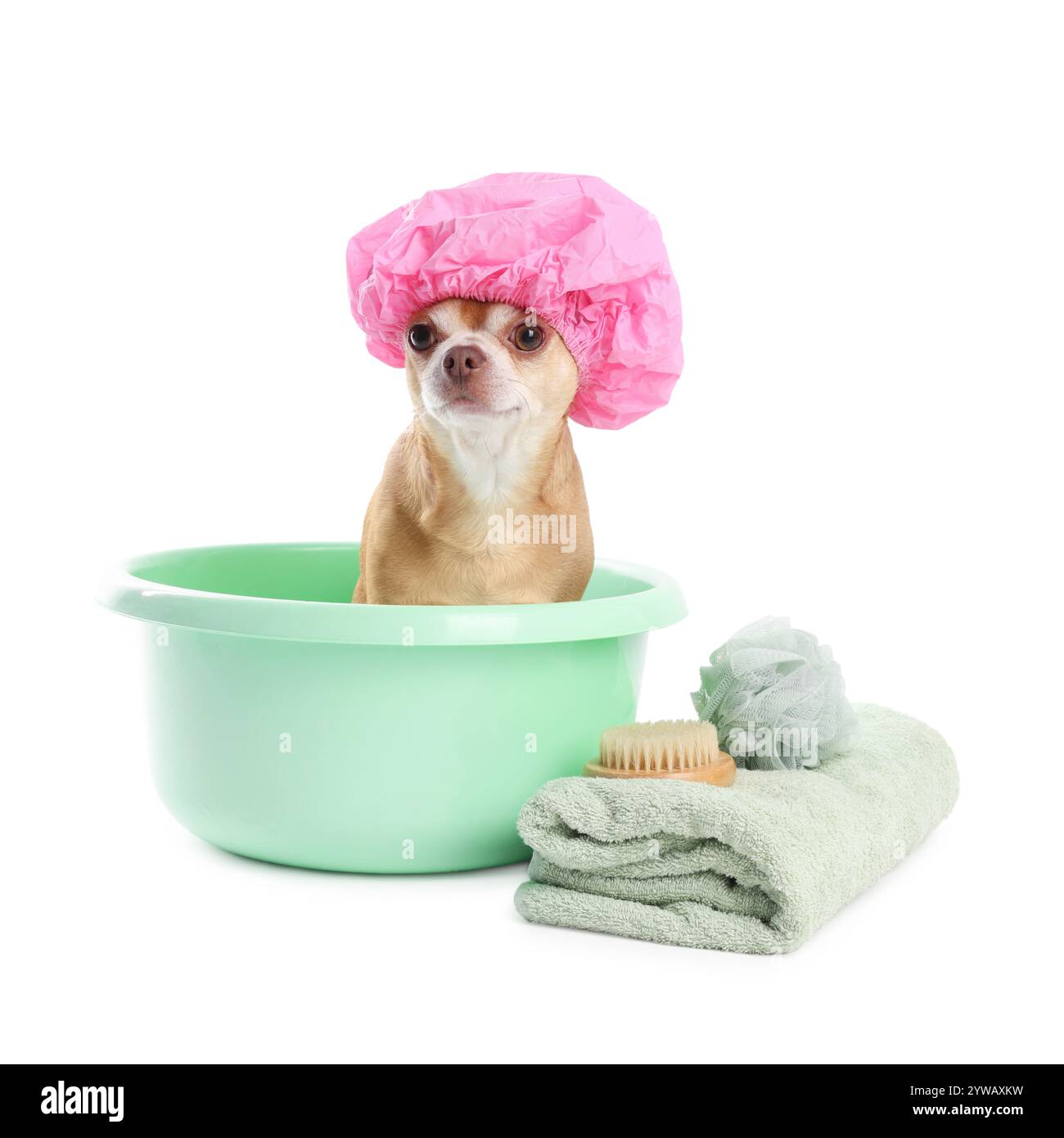 Cute funny dog with pink shower cap and different accessories for ...