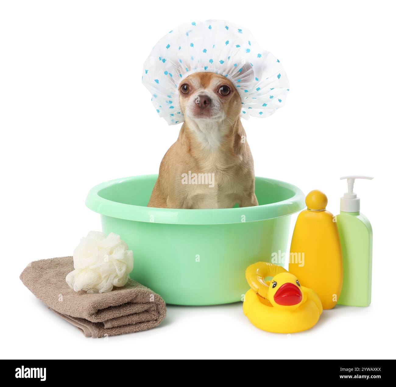 Cute funny dog with shower cap and different accessories for bathing on ...