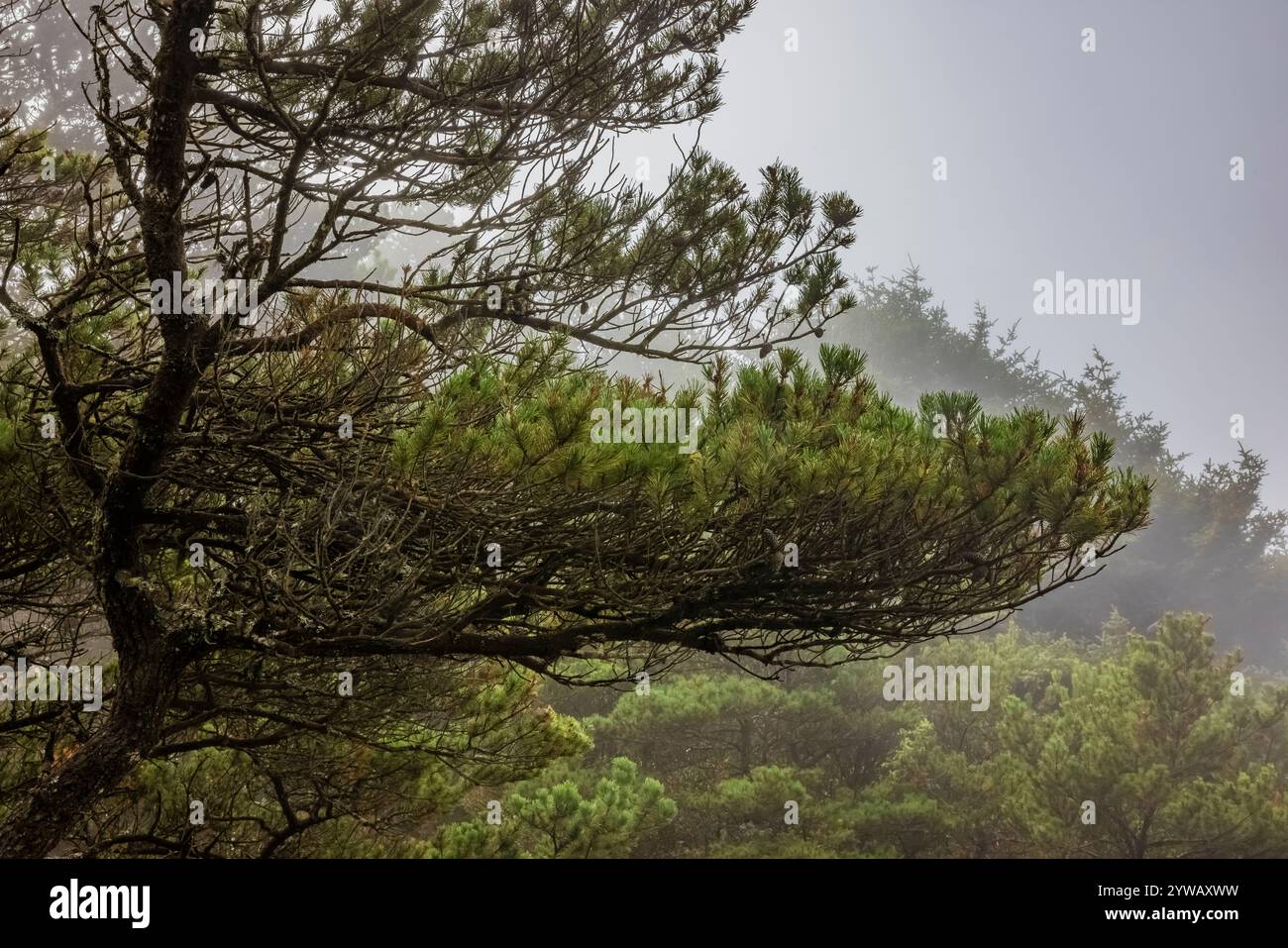 Shore pine pinus contorta contorta hi-res stock photography and images ...