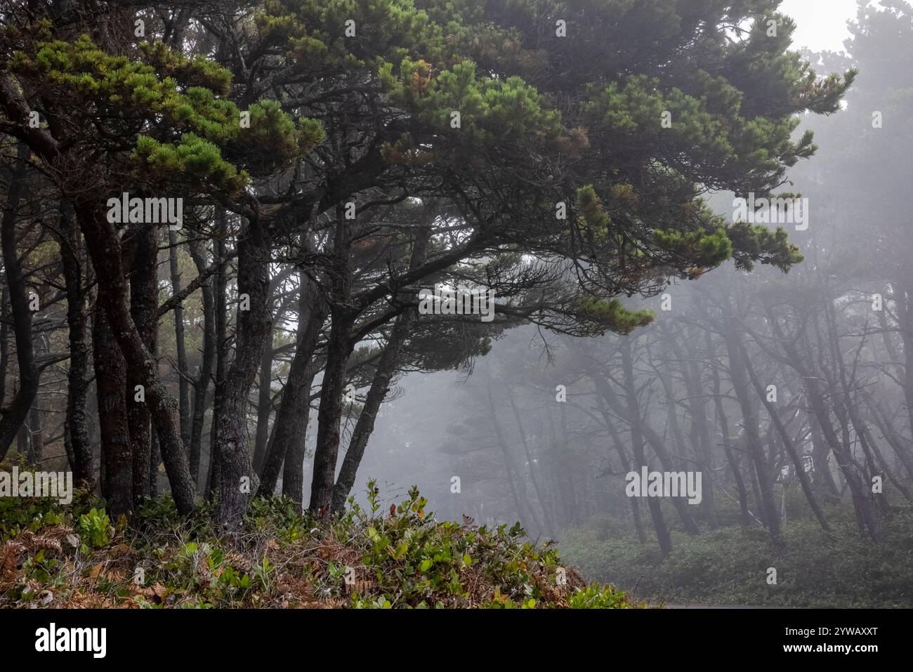 Shore pine pinus contorta contorta hi-res stock photography and images ...