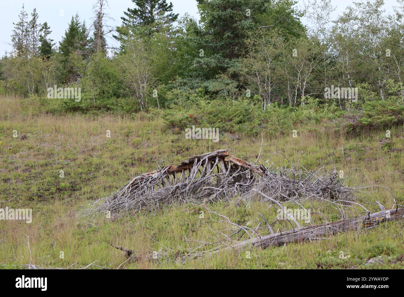 remains of a storm-shattered tree laying in a grassy meadow Stock Photo ...