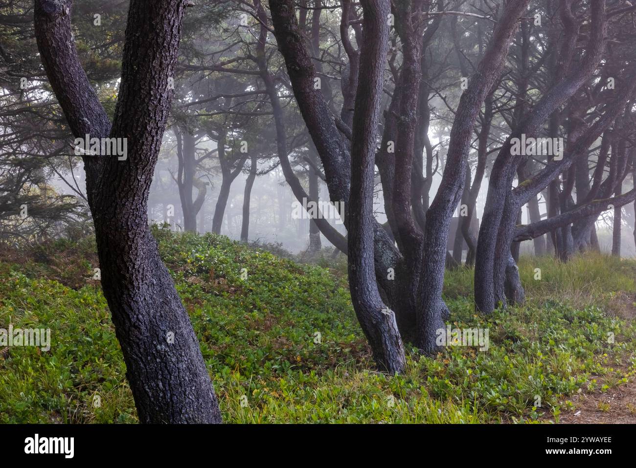 Shore pine pinus contorta contorta hi-res stock photography and images ...