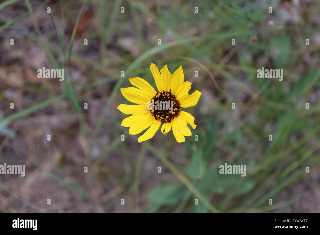 single wildflower blossom with yellow petals and brown and yellow center Stock Photo - Alamy