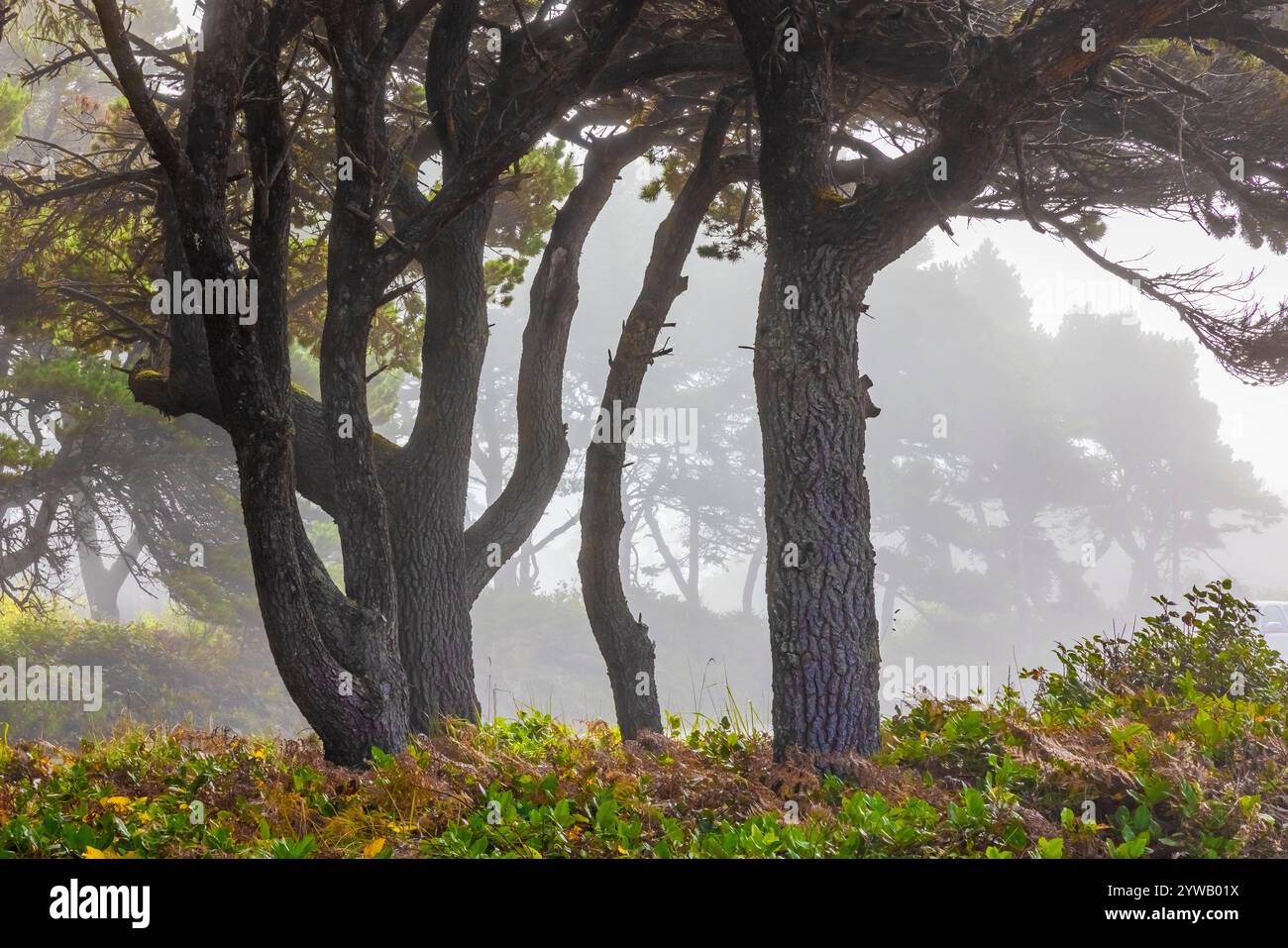 Shore pine pinus contorta contorta hi-res stock photography and images ...
