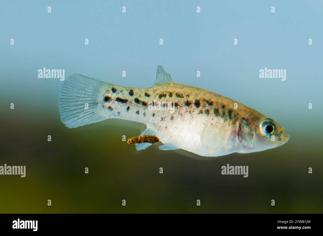 Defecating female of Aphanius iberus, a mosquito larvivorous fish ...