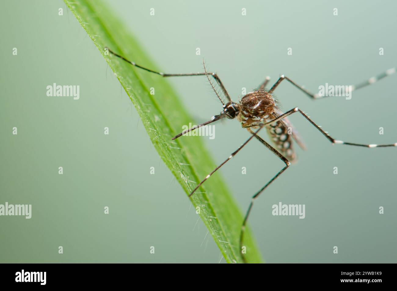 Aedes aegypti female resting into vegetation. One of the most common ...