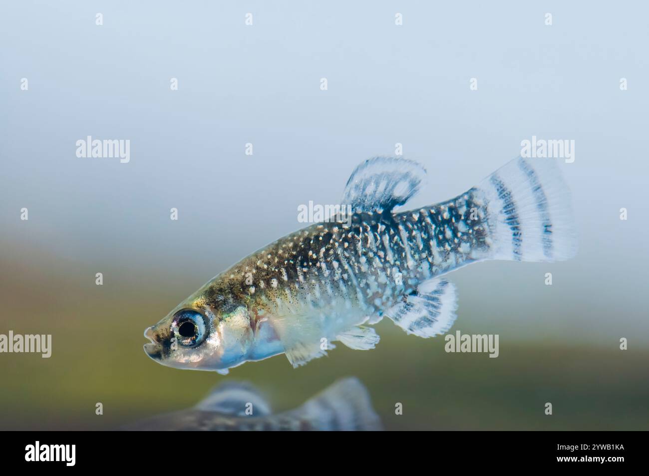 Male of Aphanius iberus, a mosquito larvivorous fish species presently ...