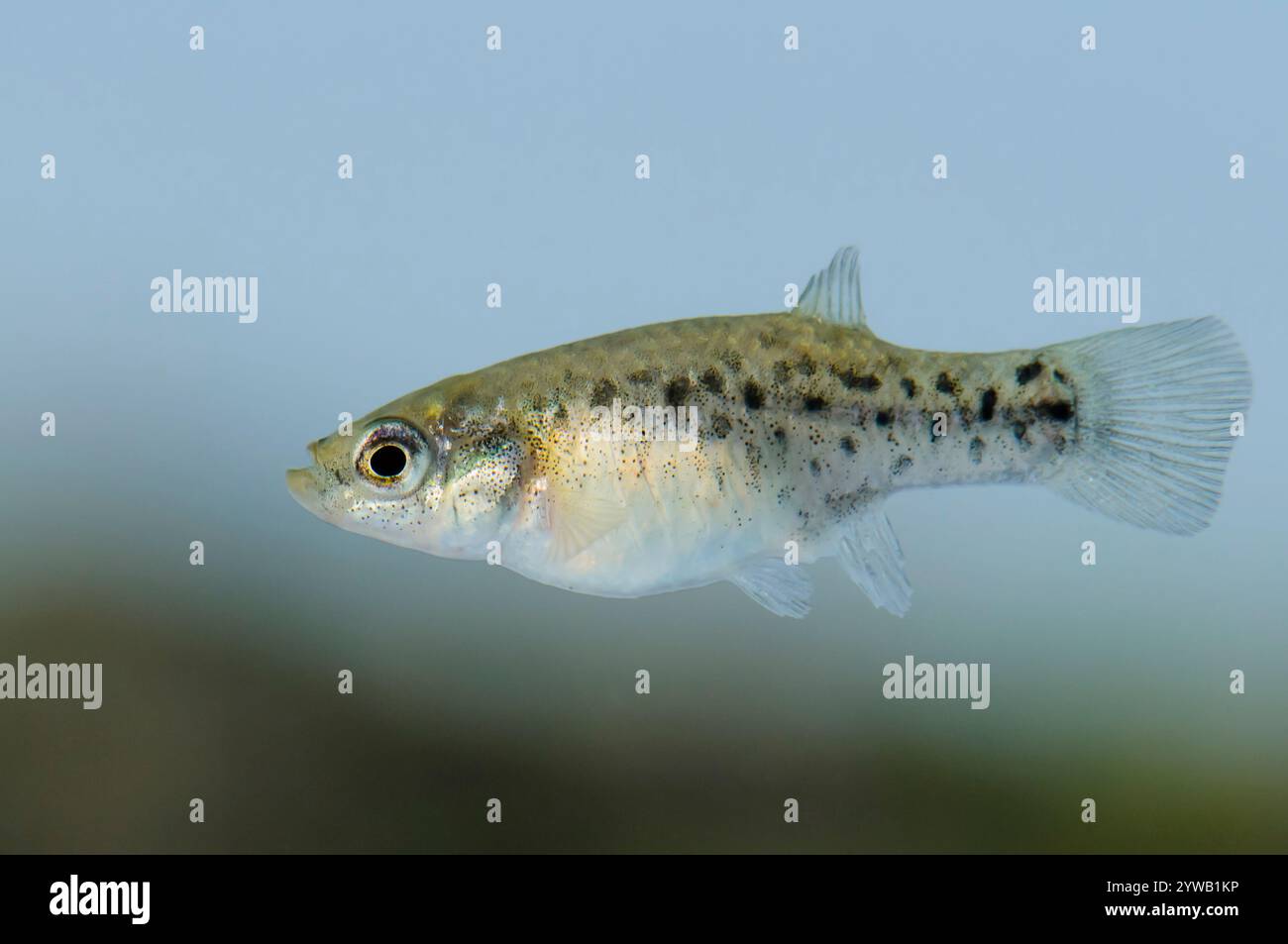 Female of Aphanius iberus, a mosquito larvivorous fish species ...