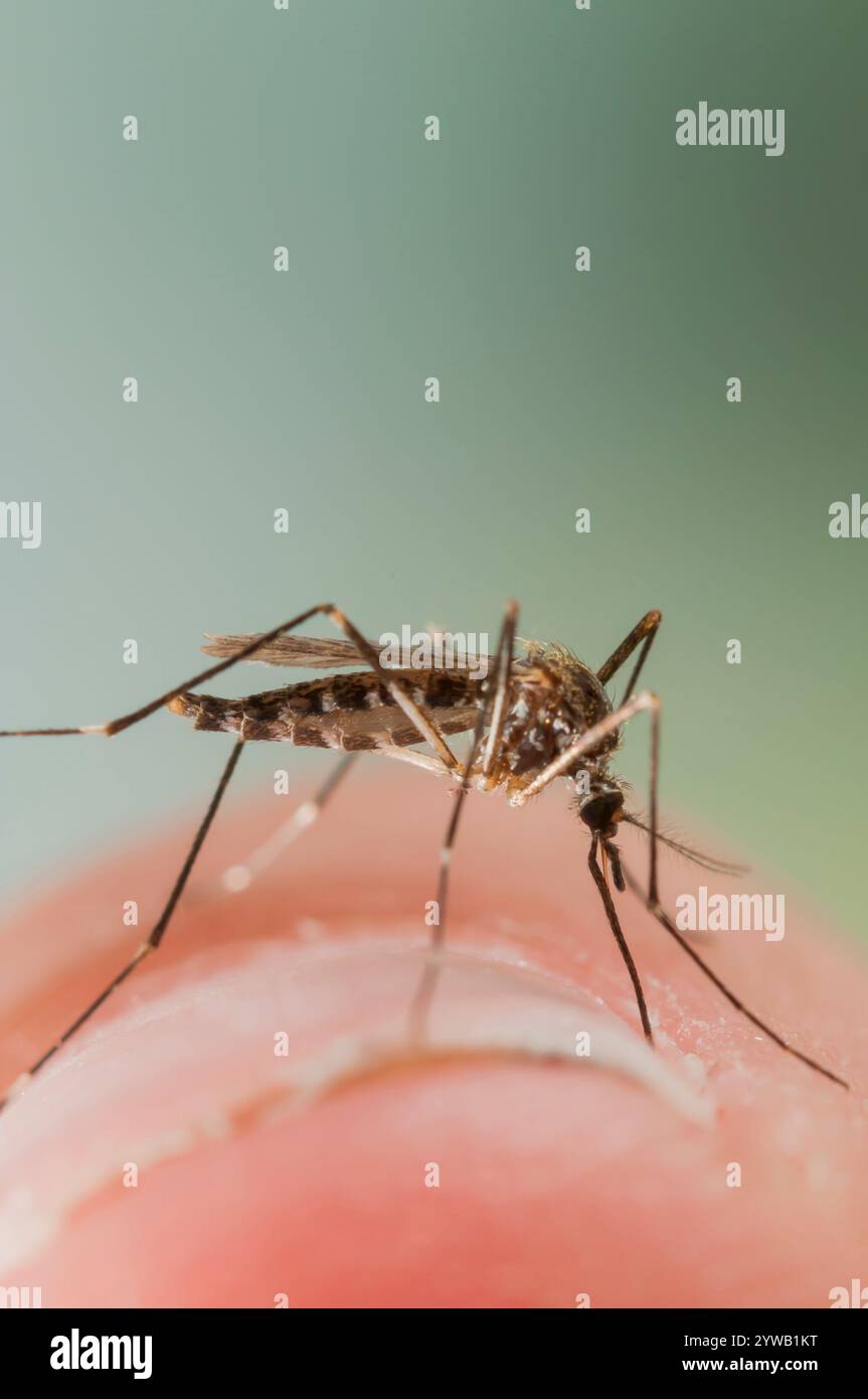 Aedes japonicus invasive mosquito species to Central Europe ...