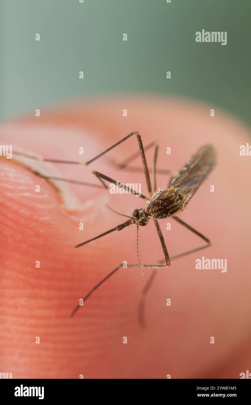 Aedes japonicus invasive mosquito species to Central Europe ...