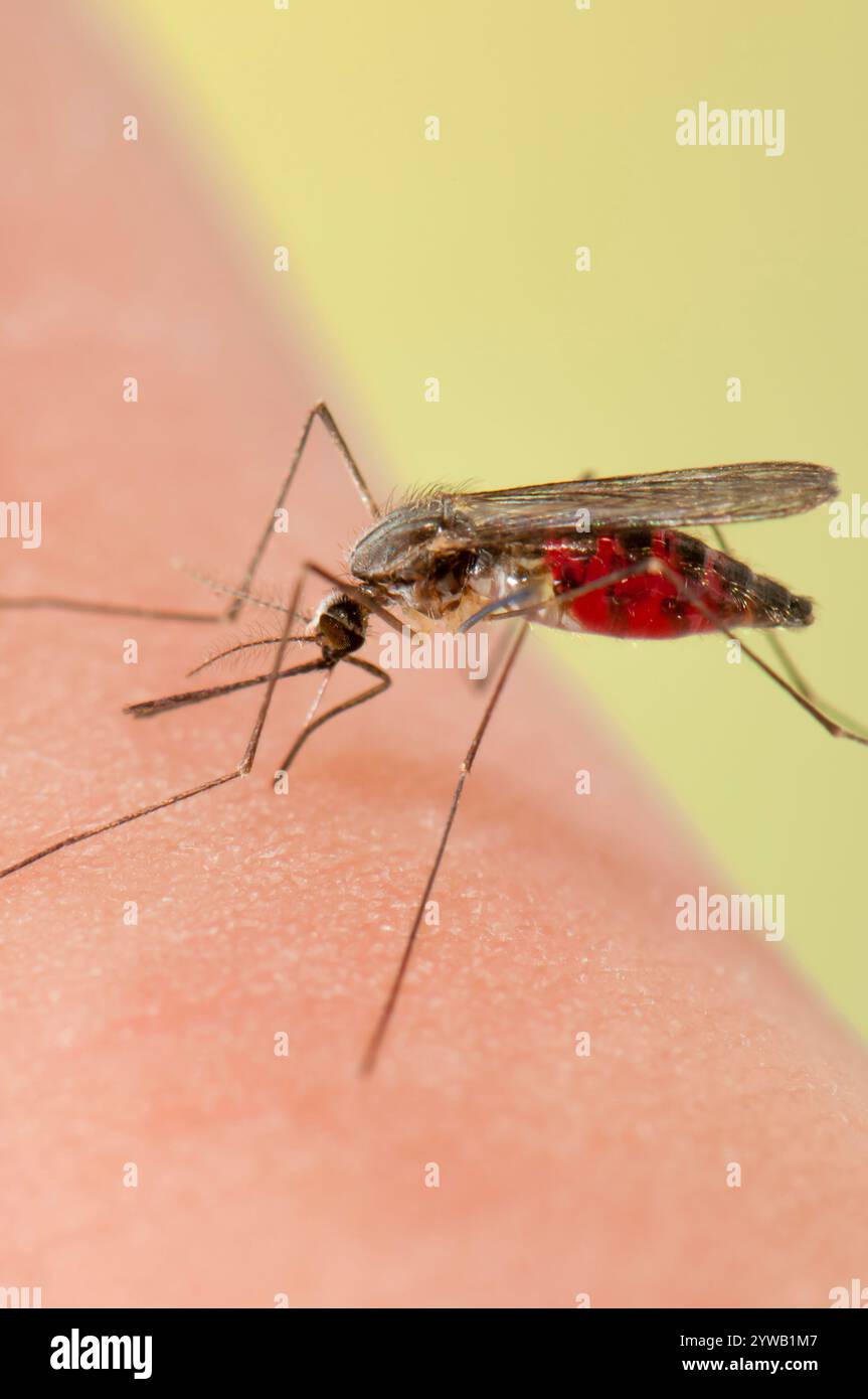 Anopheles Spp Female Anopheles Mosquito Stock Photos Free