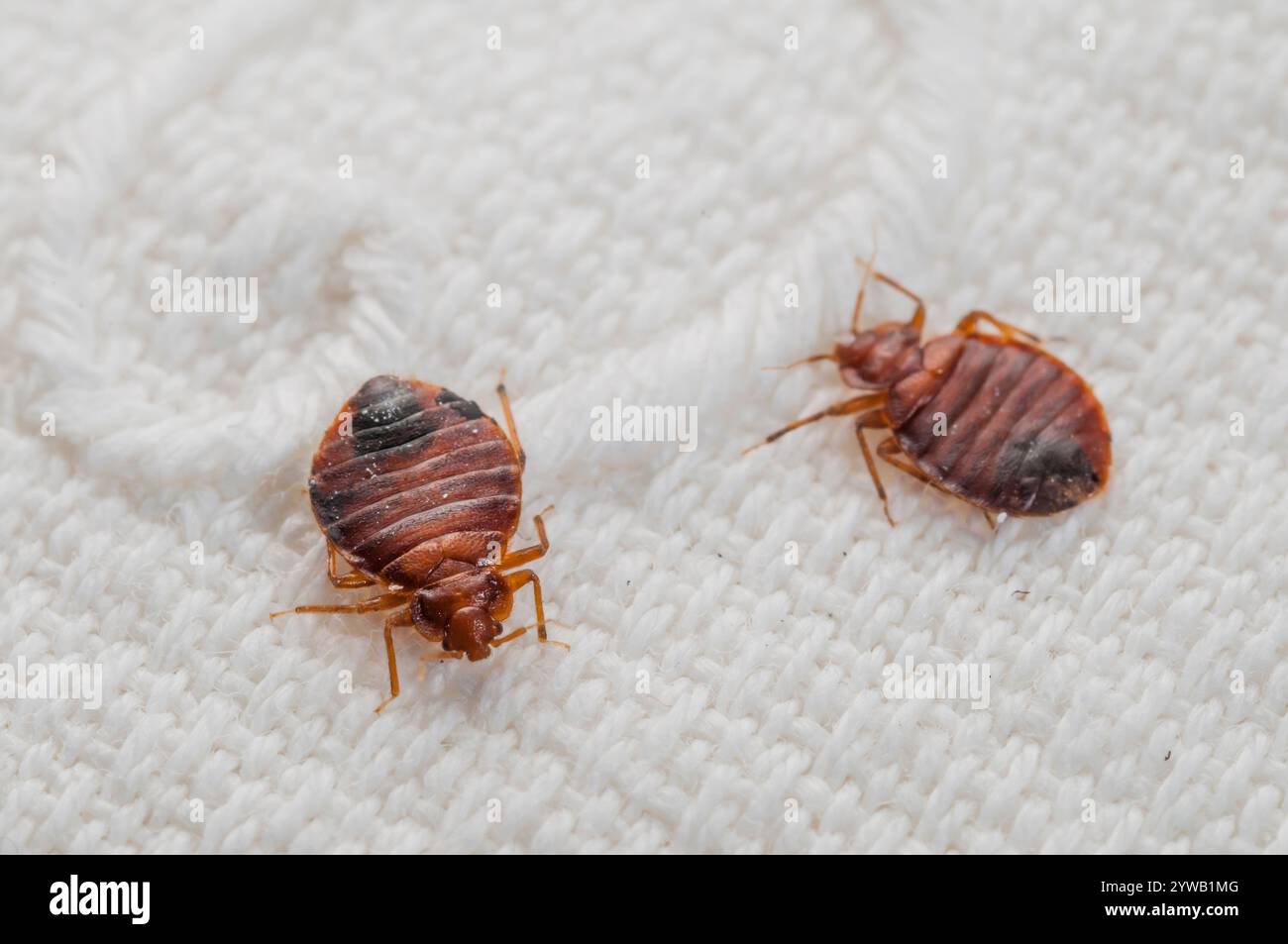 Bed Bugs (Cimex lectularius) an emerging pest species, on an ...