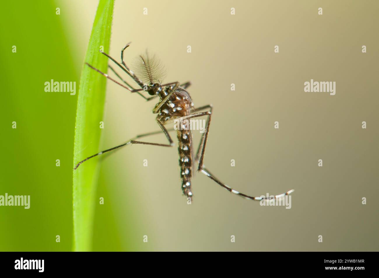 Aedes aegypti male resting into vegetation. One of the most common ...