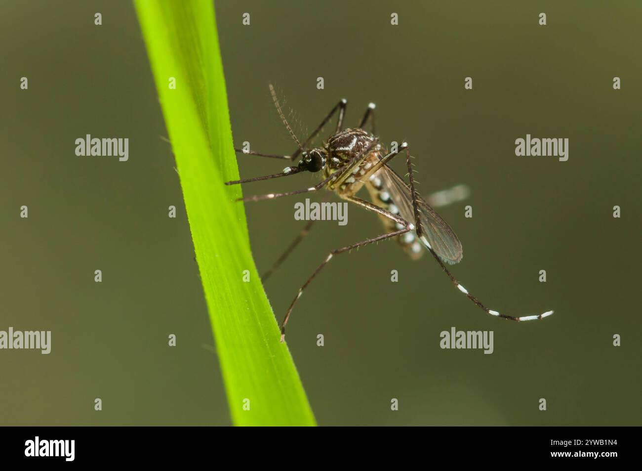 Aedes aegypti female resting into vegetation. One of the most common ...
