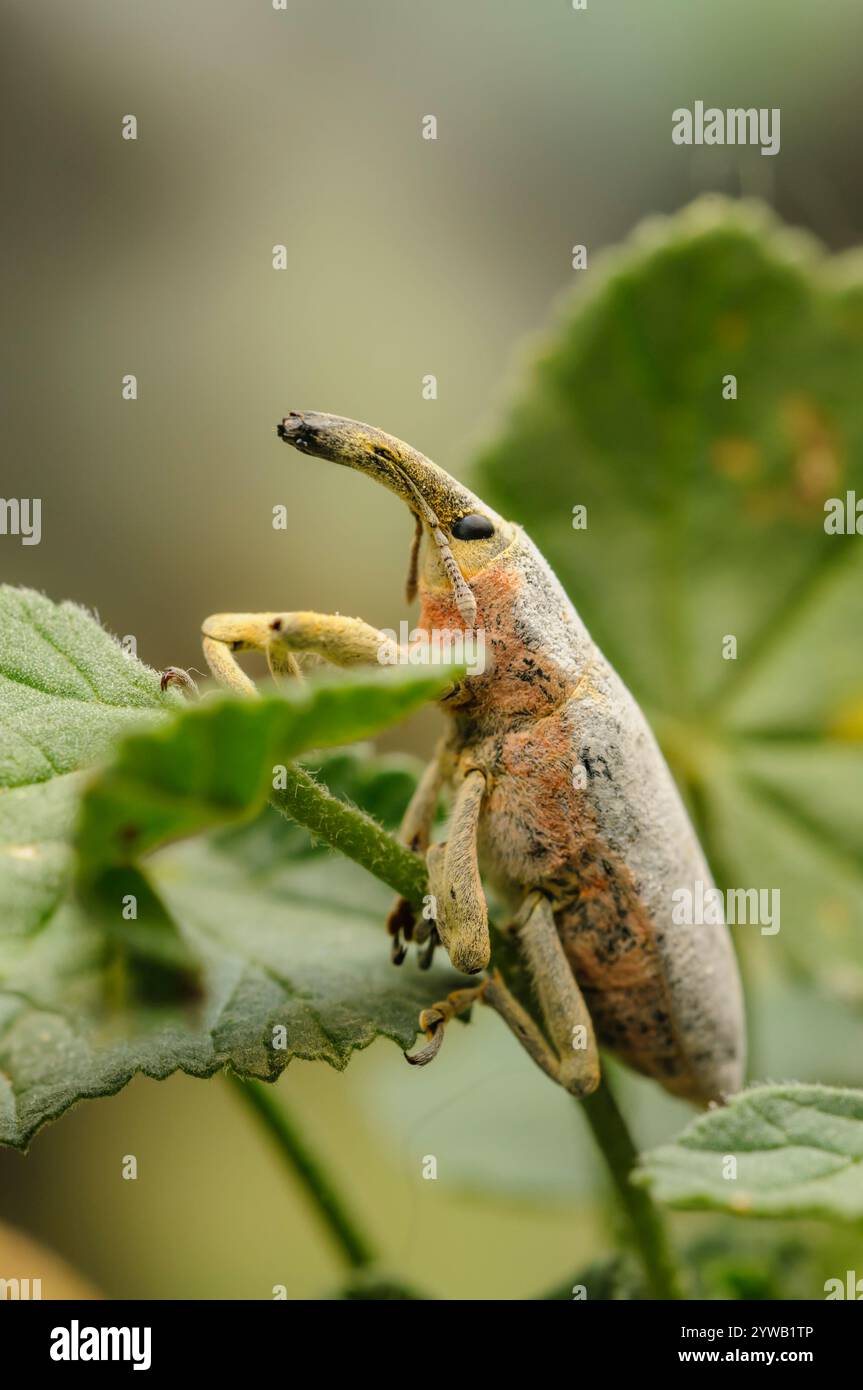 Lixus angustatus male on Malva sylvestris host plant Stock Photo - Alamy