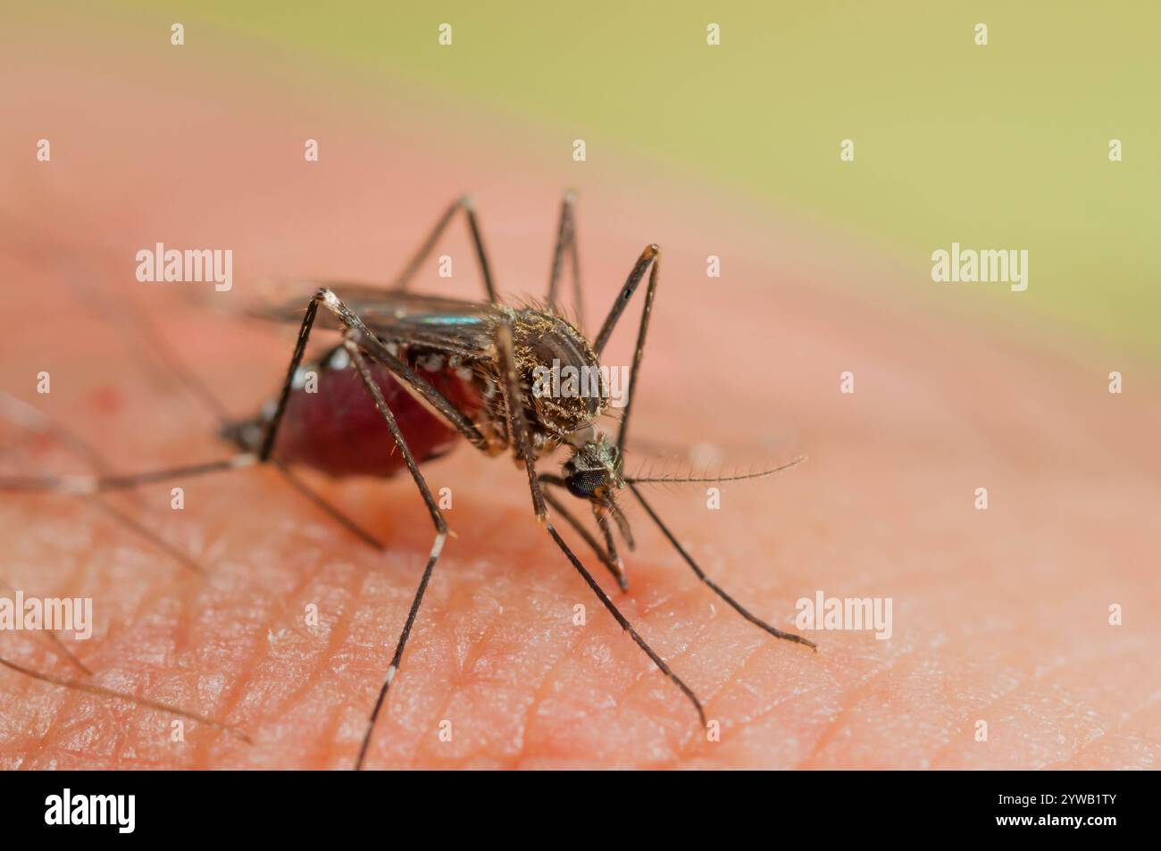 Aedes japonicus invasive mosquito species to Central Europe ...