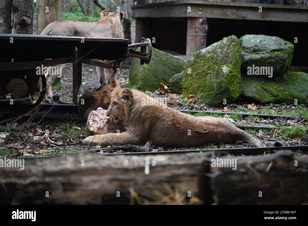 Christmas has come early at London Zoo, as zookeepers kick off the ...