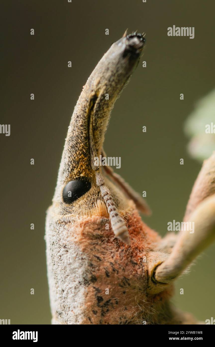 Lixus angustatus male on Malva sylvestris host plant Stock Photo - Alamy