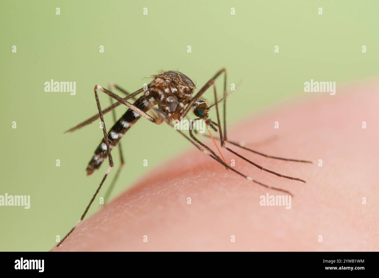 Aedes japonicus invasive mosquito species to Central Europe ...